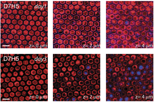 Printing living tissue | Electro Optics