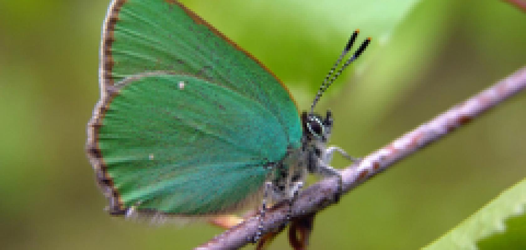 Laser nano-technology inspired by butterflies | Electro Optics